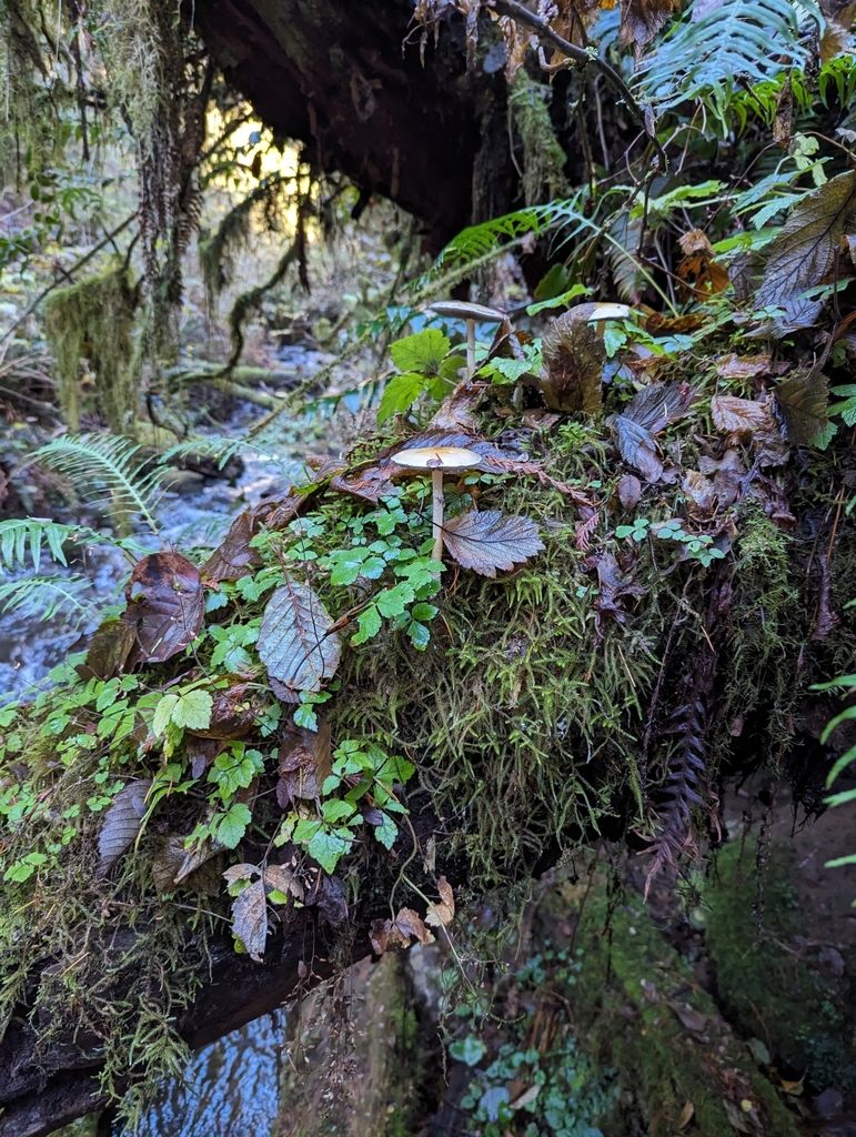 Questionable Stropharia from Duvall, WA 98019, USA on November 17, 2023 ...