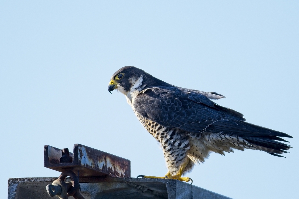 Peregrine Falcon from South Boston, Boston, MA, USA on February 6, 2021 ...