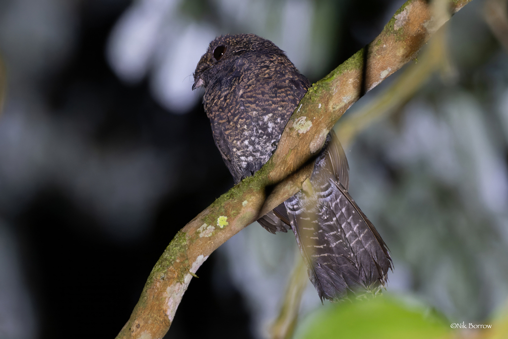 Chocó Poorwill in June 2023 by Nik Borrow · iNaturalist