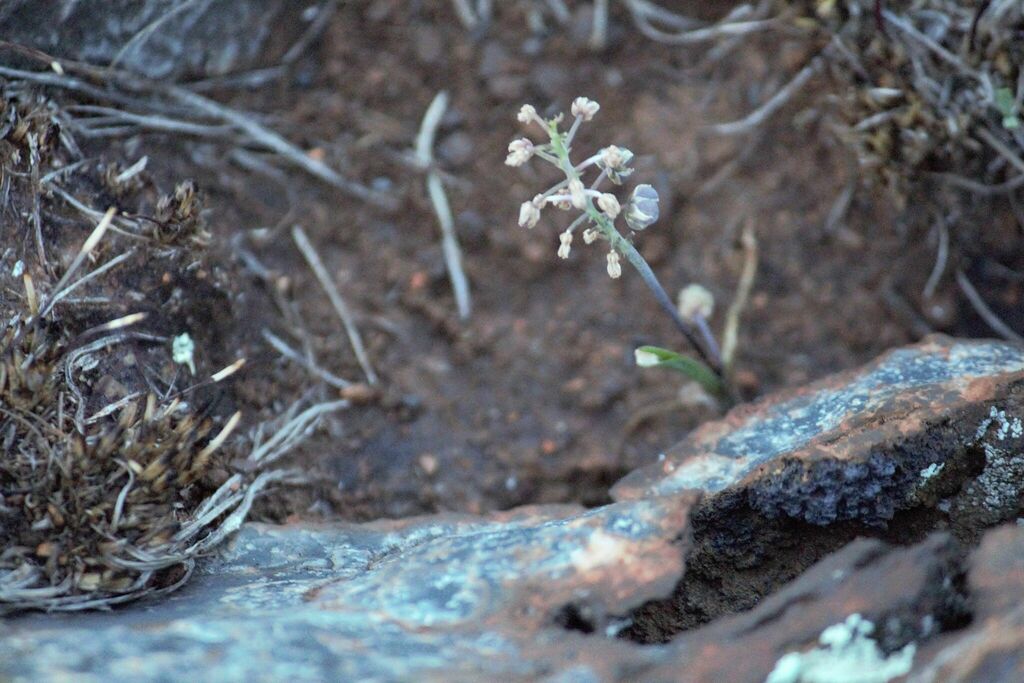 dwarf African hyacinth from West Rand District Municipality, South ...