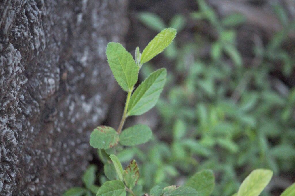 Velvet Raisin from West Rand District Municipality, South Africa on ...