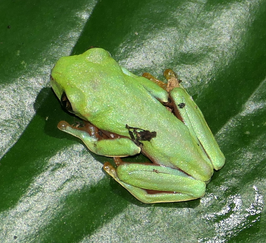 Leaf Frogs from Alajuela Province, San Carlos, Costa Rica on November ...
