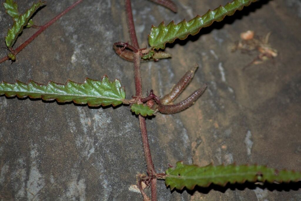Gusha from West Rand District Municipality, South Africa on November 17 ...