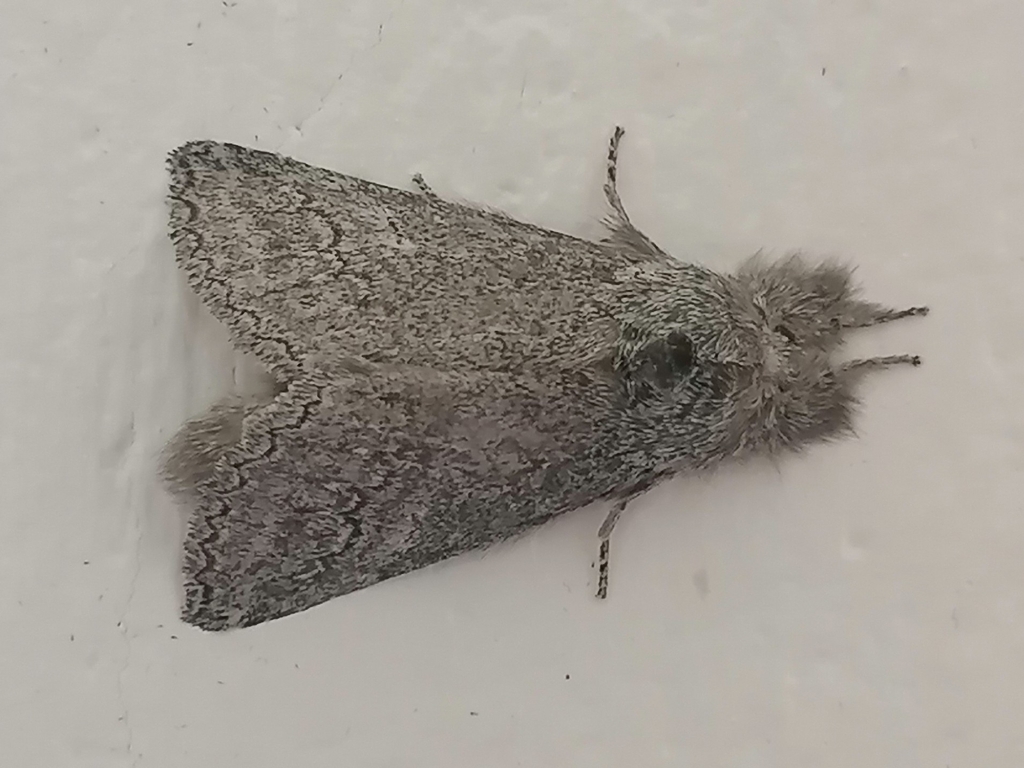 Sarimarais from Hessequa Local Municipality, South Africa on October 19 ...