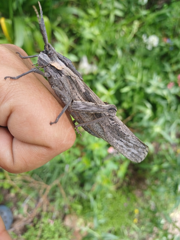 Rain Locust in November 2023 by Mandy Schubach · iNaturalist