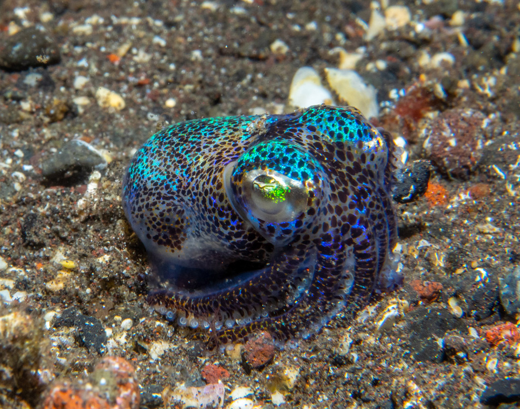 Berry's Bobtail from Sidem, Kubu, Karangasem Regency, Bali, Indonesia ...