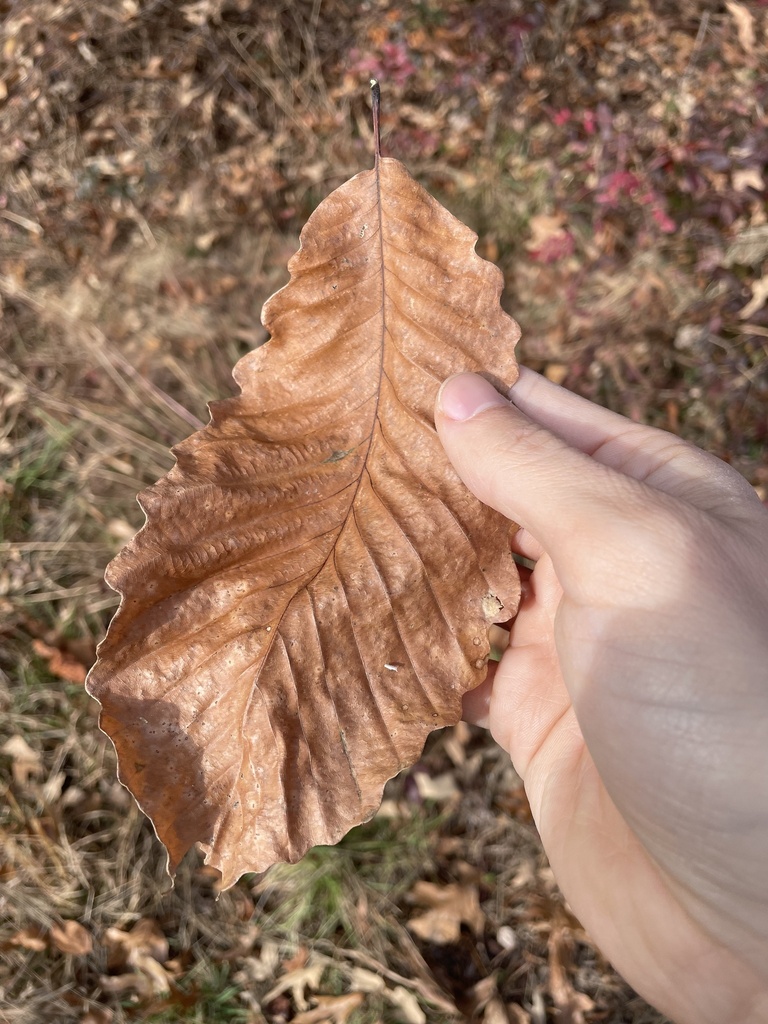chestnut oak from Fellowship Way, Odenton, MD, US on November 17, 2023 ...