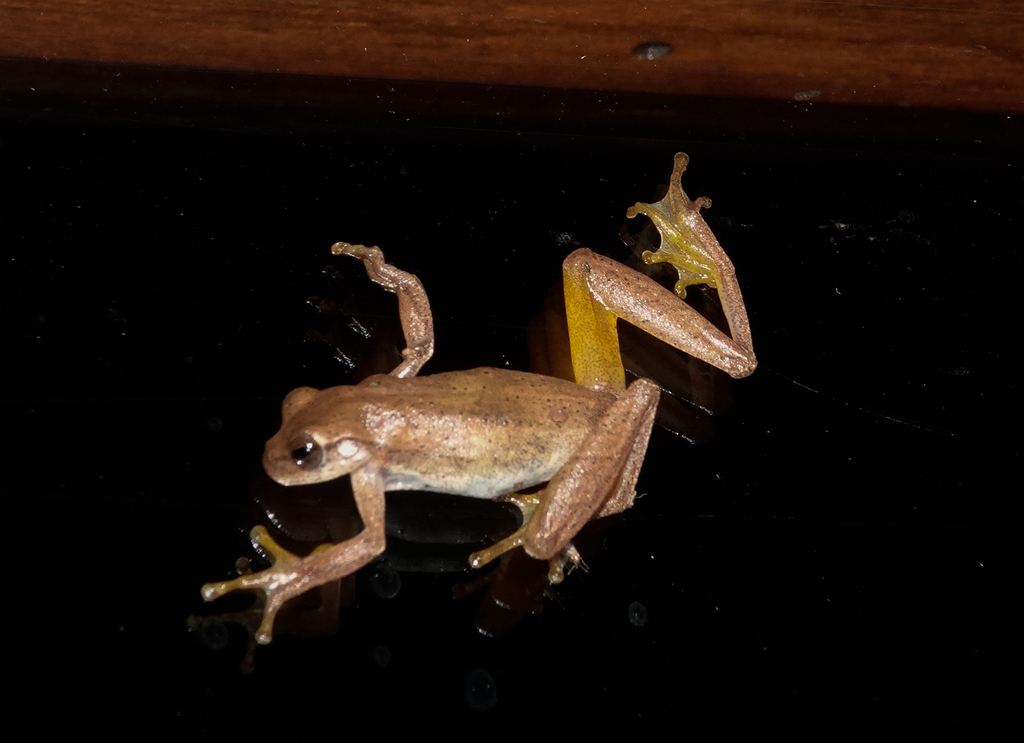 Lesser Tree Frog from Puerto Iguazú, Misiones Province, Argentina on ...
