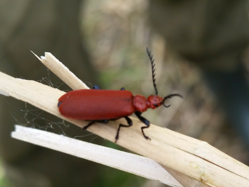 Common Cardinal Beetle from Schuttrange, Luxembourg on May 12, 2018 at ...