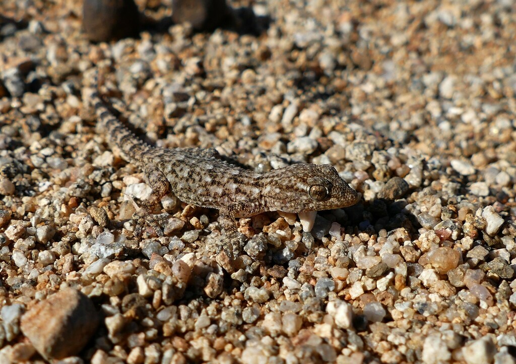 Moorish Gecko from Unnamed Road, Maroc on November 9, 2016 at 12:35 PM ...