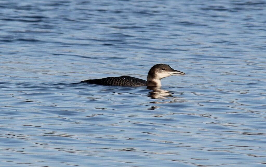 Common Loon from Chasewater, Burntwood, UK on November 17, 2023 at 12: ...