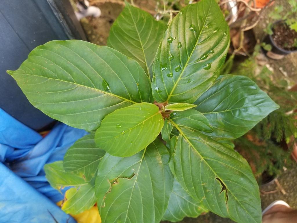 Coffee Colubrina from Carolina on November 17, 2023 at 05:03 PM by gena ...