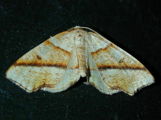 Hollow-spotted Plagodis Moth from Bedford Audubon Society, Katonah, NY ...