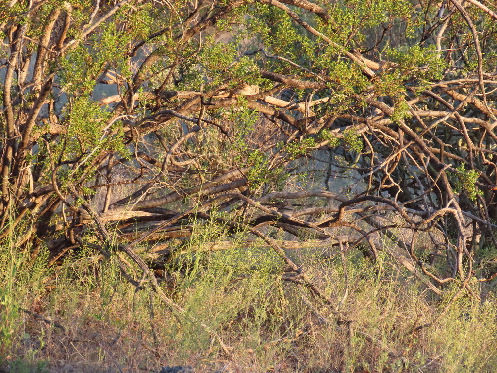 Creosote Bush from Pima County, AZ, USA on March 17, 2023 at 07:12 PM ...