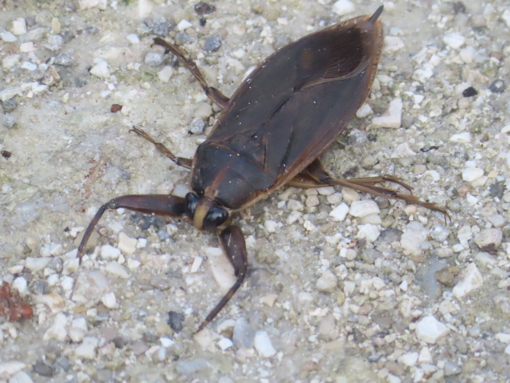 Eastern Toe-biter from 10035 W Indiantown Rd on November 17, 2023 at 09 ...