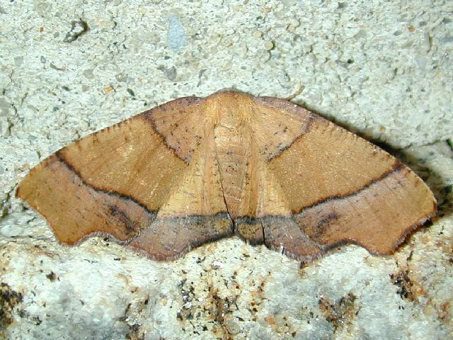 Straight-lined Plagodis Moth from Ward Pound Ridge - Trailside ...