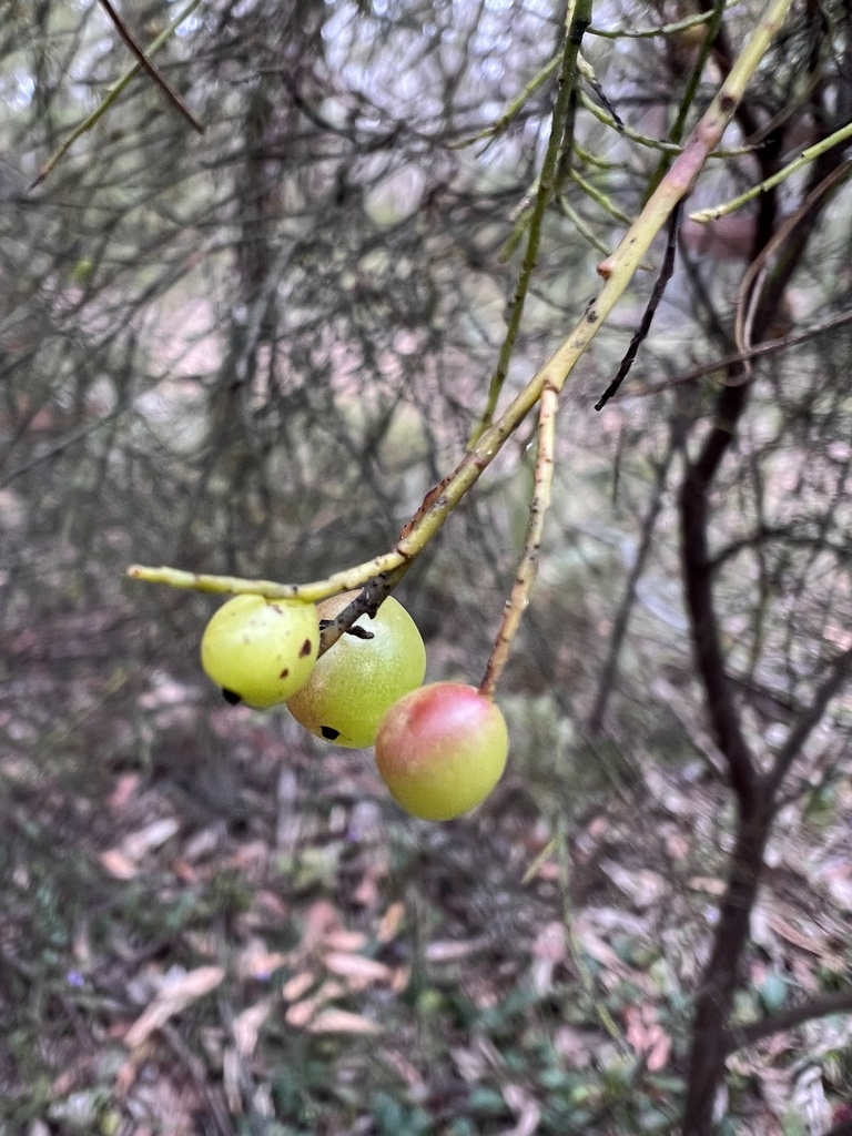 Native Currant from St Albans Rd, Medlow Bath, NSW, AU on November 18 ...
