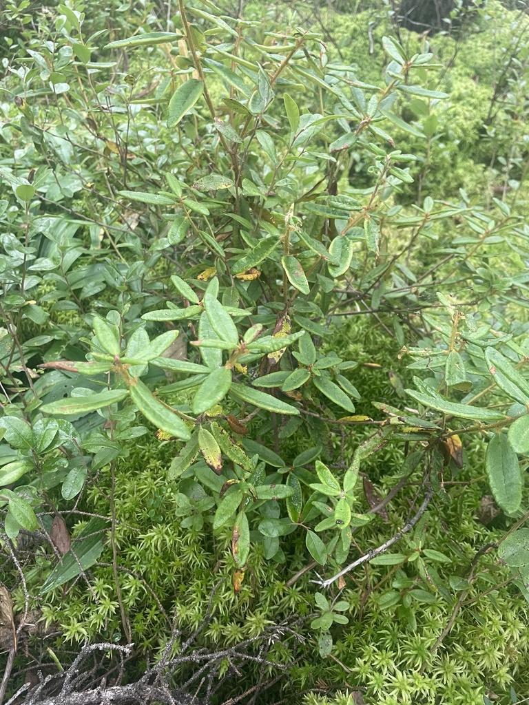 Bog Labrador Tea from Oliver Paipoonge, ON, CA on August 29, 2023 at 02 ...