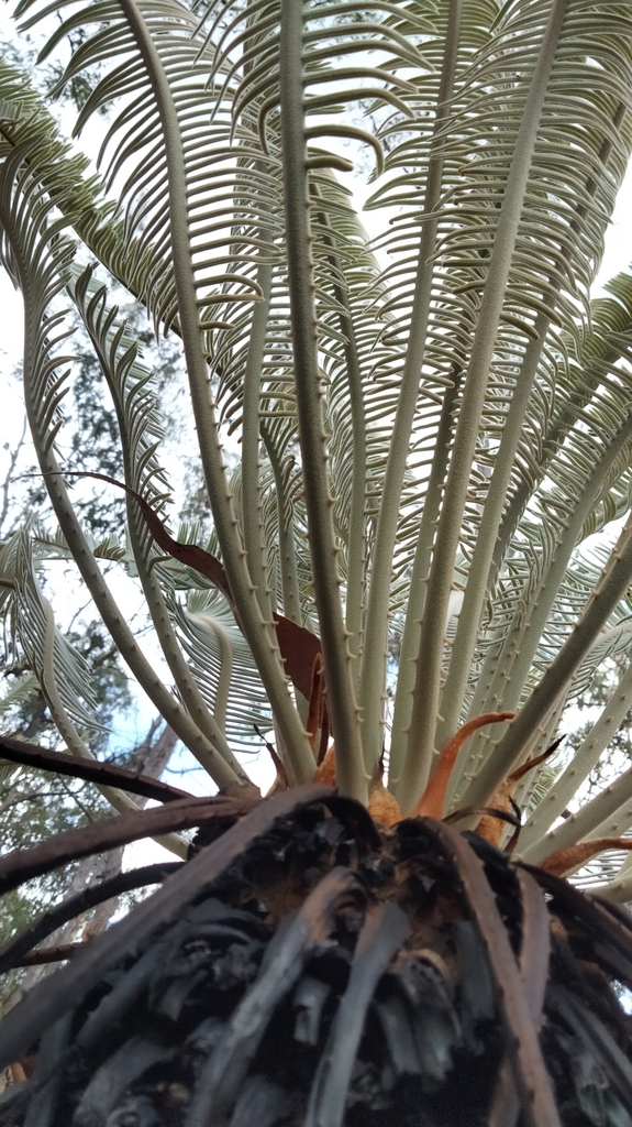 Cycas arnhemica in September 2023 by Colour Blind Flora Enthusiast ...