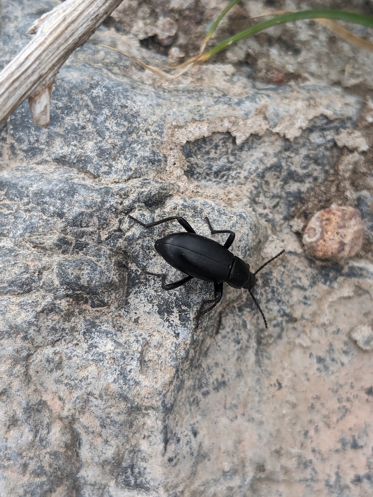 Desert Stink Beetles from 23895 BCS, Mexico on November 16, 2023 at 09: ...