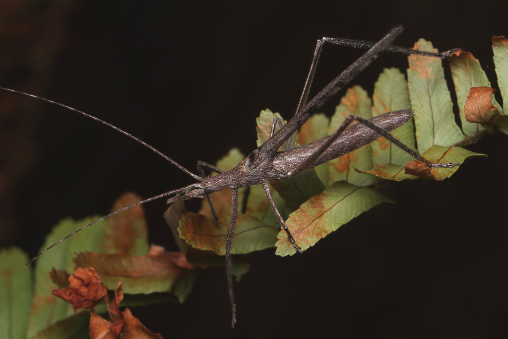 Australian Twig-mimicking Katydid in November 2023 by juliegraham173 ...