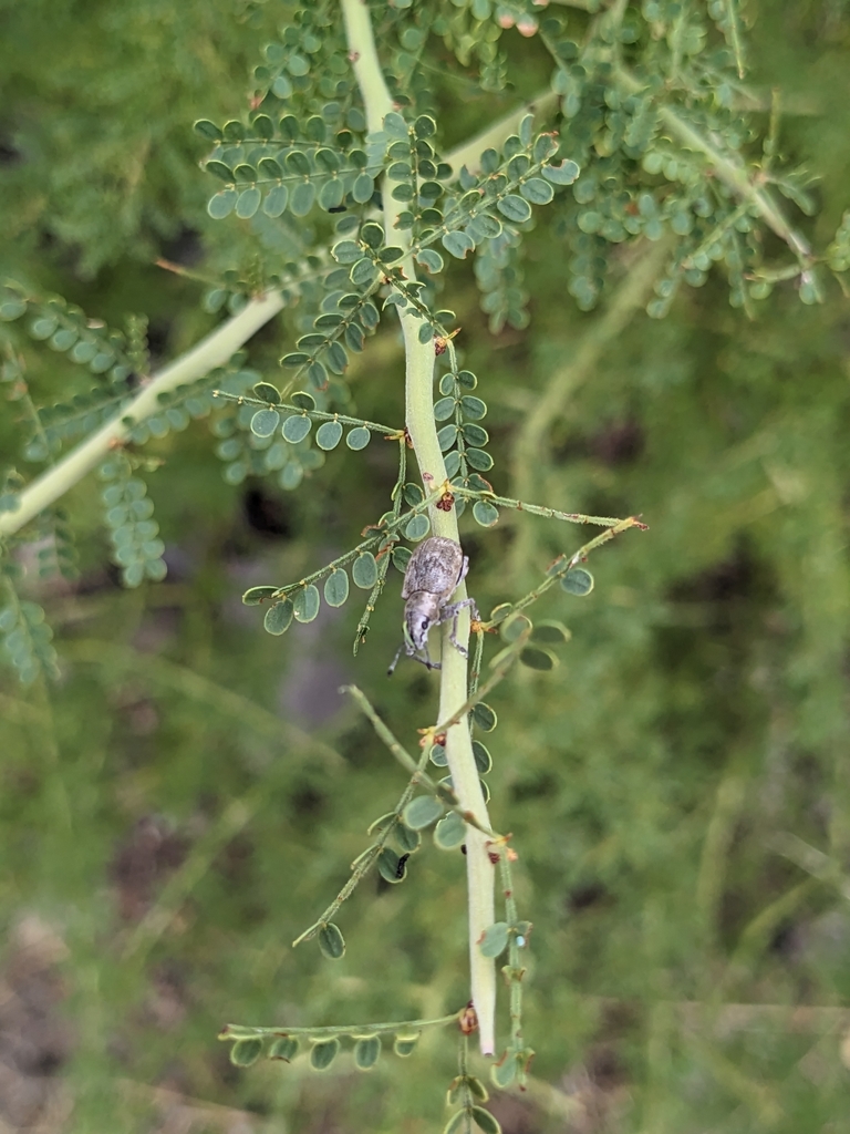 Ericydeus lautus from Loreto Municipality, BCS, Mexico on November 17 ...