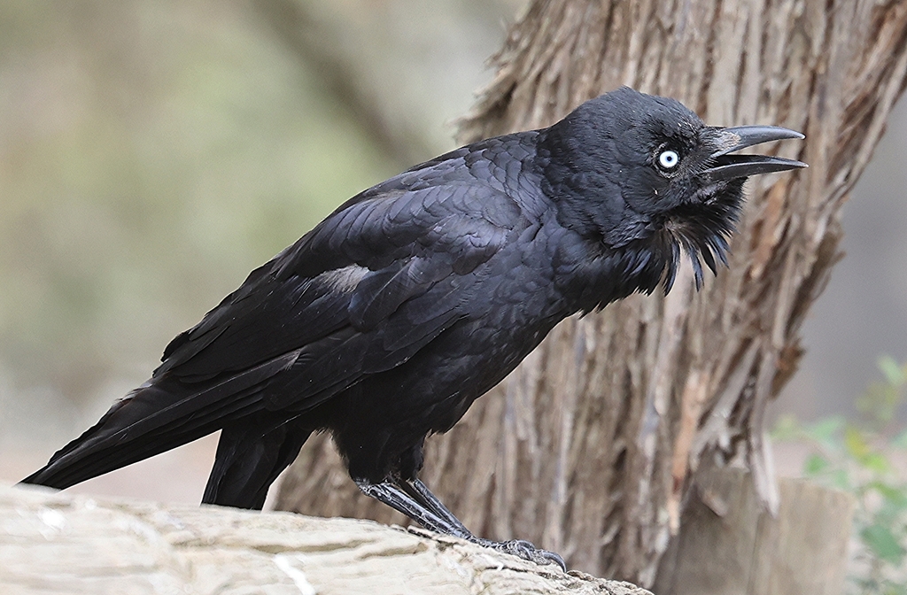 Australian Raven from Melbourne VIC, Australia on November 4, 2023 at ...