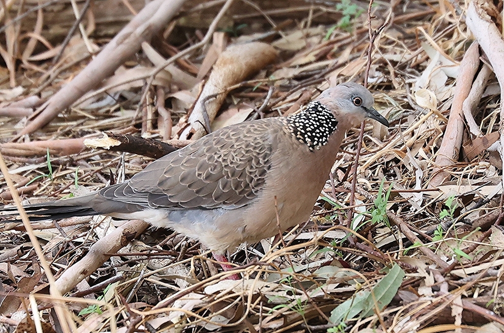 Spotted Dove from Melbourne VIC, Australia on November 4, 2023 at 10:13 ...