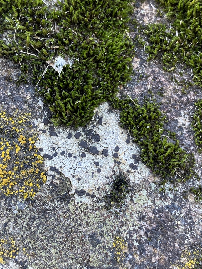 Rock Disk Lichen from Harborview Park, Marysville, WA, US on November ...
