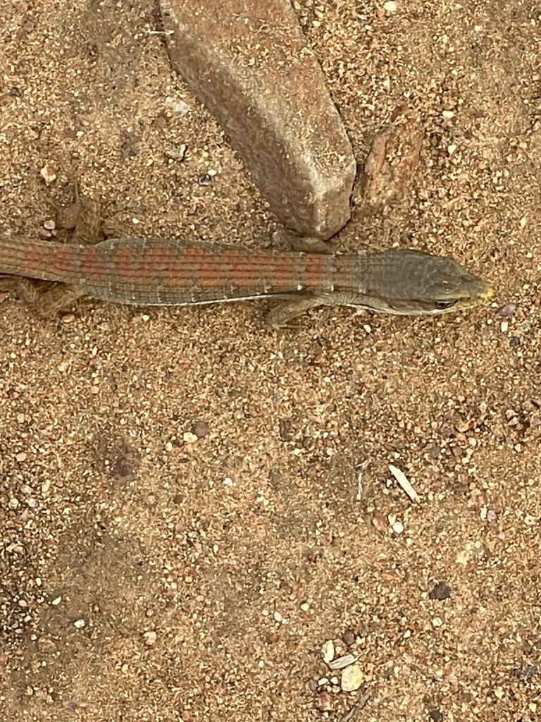 San Diego Alligator Lizard from Echo Valley Road, Spring Valley, CA, US ...