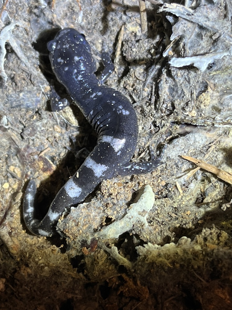 Marbled Salamander in November 2023 by Matthew · iNaturalist