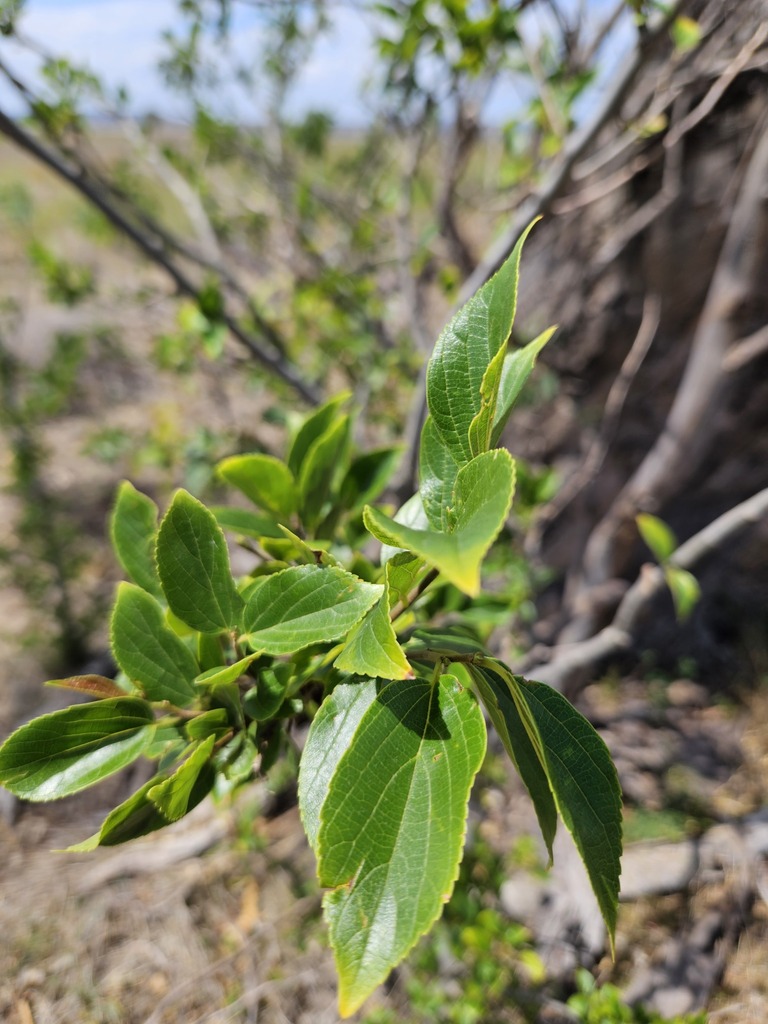 Chinese Hackberry from Wyreema QLD 4352, Australia on November 17, 2023 ...