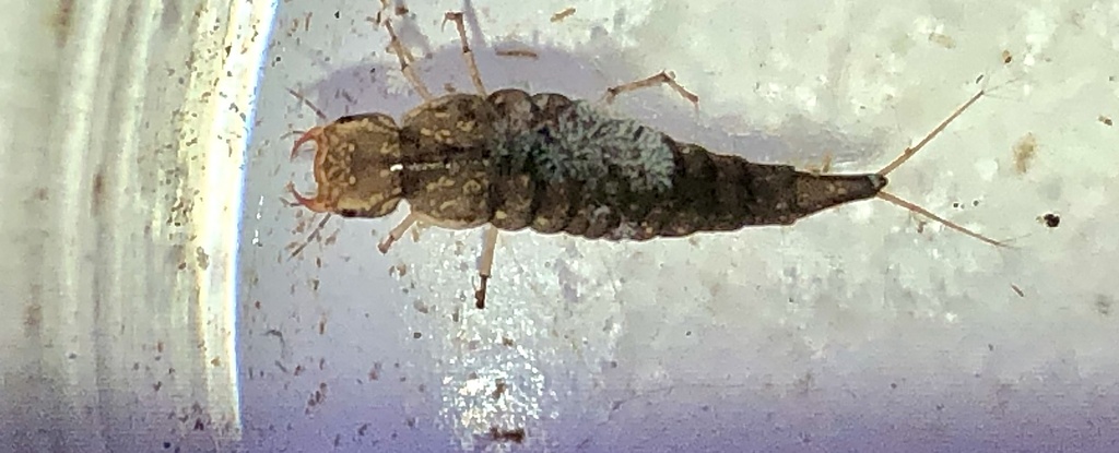 Predaceous Diving Beetles from Williamsburg, MA, US on November 17 ...