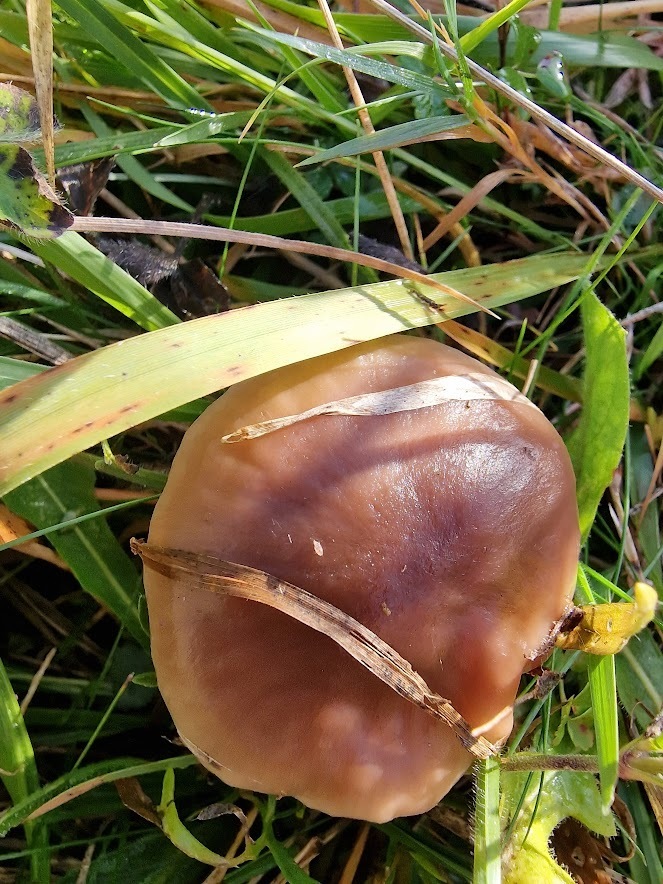 Toasted Waxcap in November 2023 by Sim Elliott · iNaturalist