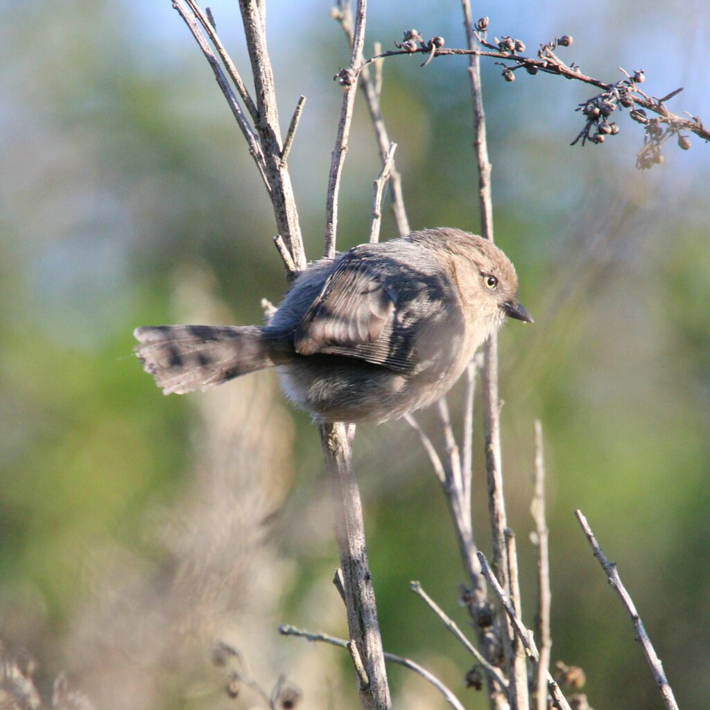Bushtit from San Joaquin Marsh, Irvine, CA 92612, USA on November 17 ...