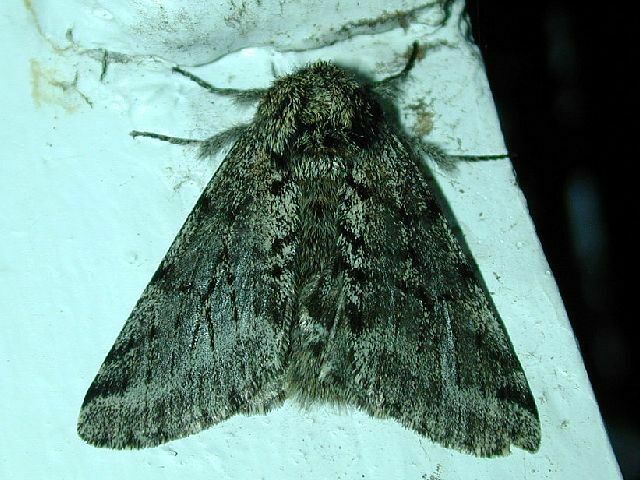 Stout Spanworm Moth from Bedford Audubon Society, Katonah, NY, USA on ...