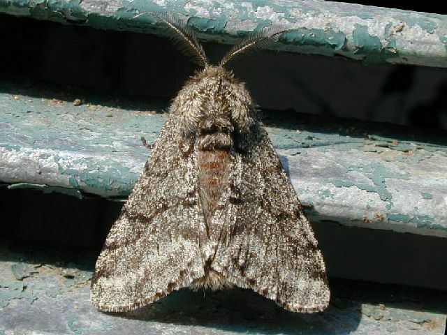 Stout Spanworm Moth from Ward Pound Ridge - Pell Hill, Westchester ...