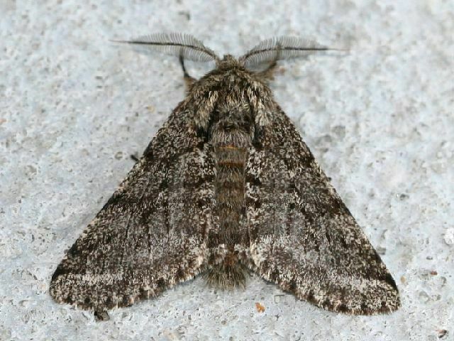 Stout Spanworm Moth from Jamaica Bay Wildlife Refuge, Queens, NY, USA ...