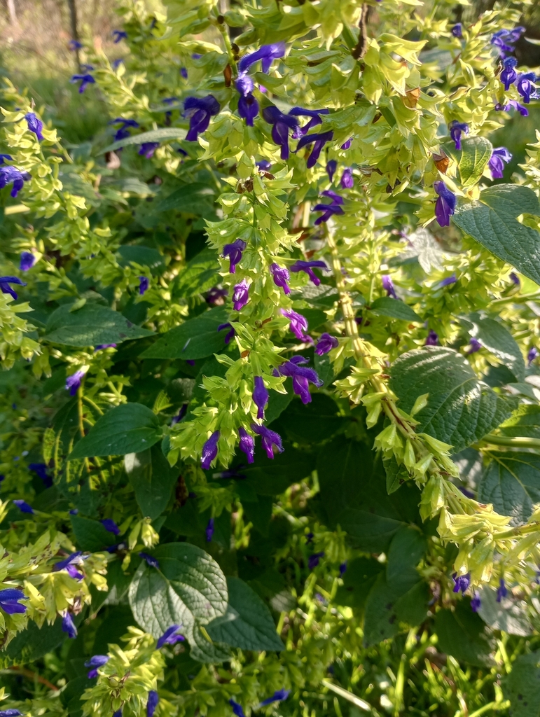 Mexican Sage from 61466 Mich., México on October 24, 2023 at 08:01 AM ...