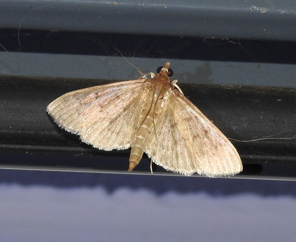 Grass Webworm Moth from 8800 Luz, Portugal on November 17, 2023 at 09: ...