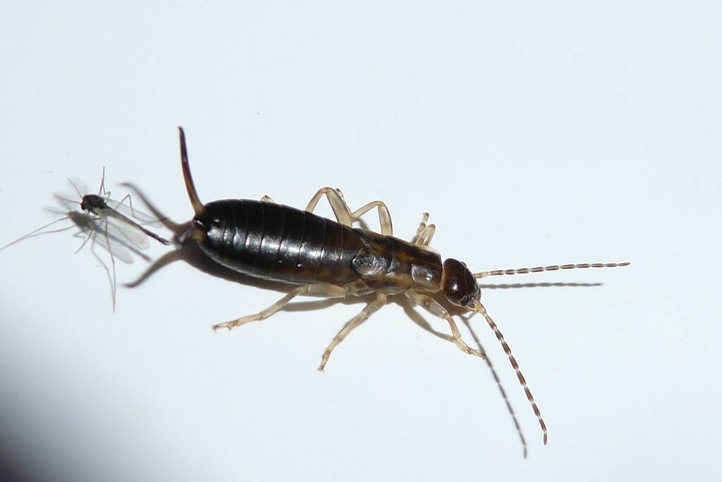 European Earwig Complex from Waikouaiti, New Zealand on November 16 ...