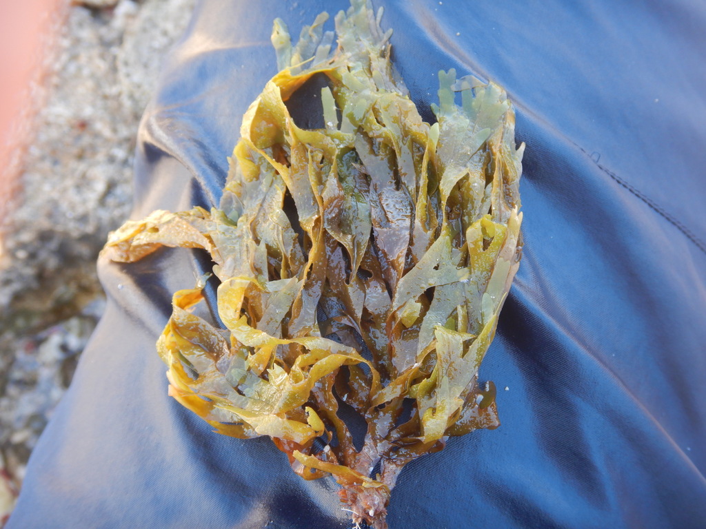 Dictyota ciliolata (Algas marinas de Costa Rica) · iNaturalist