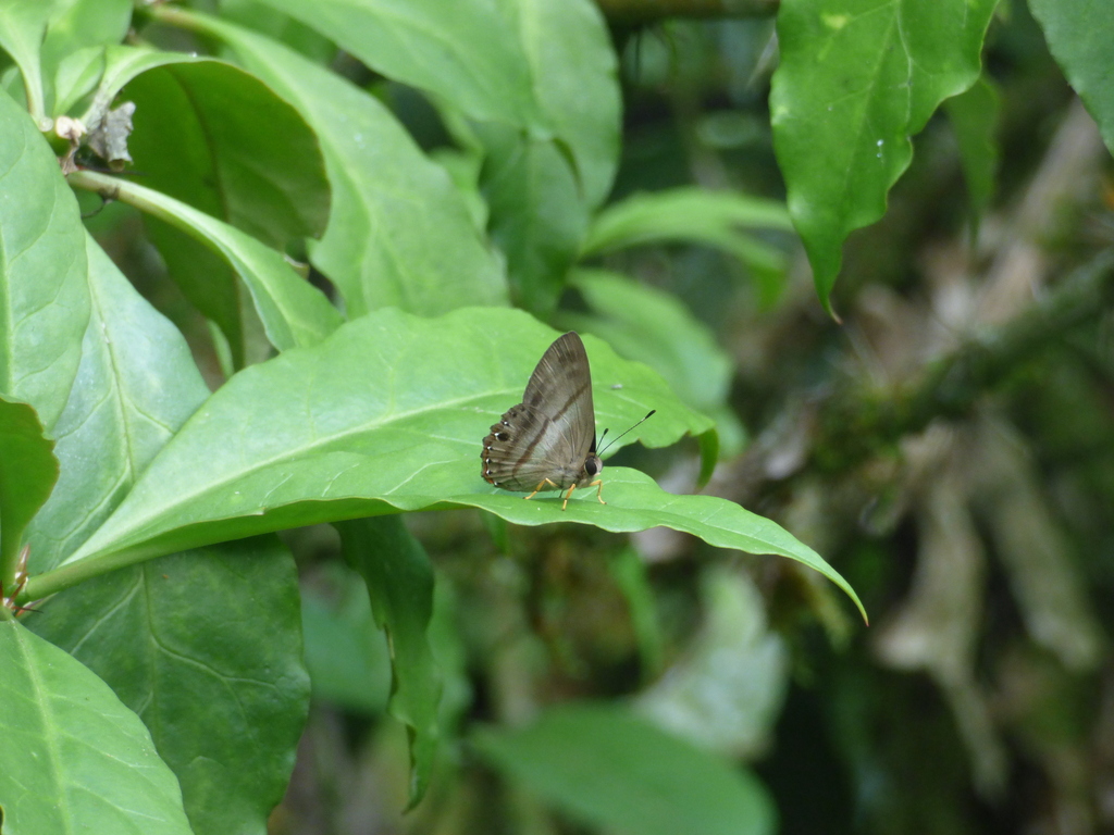 Pelolasia melaphaea from Magé, RJ, Brasil on November 16, 2023 at 03:54 ...
