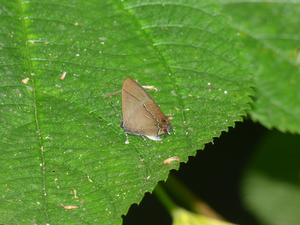 Calycopis bellera from Magé, RJ, Brasil on November 16, 2023 at 04:55 ...