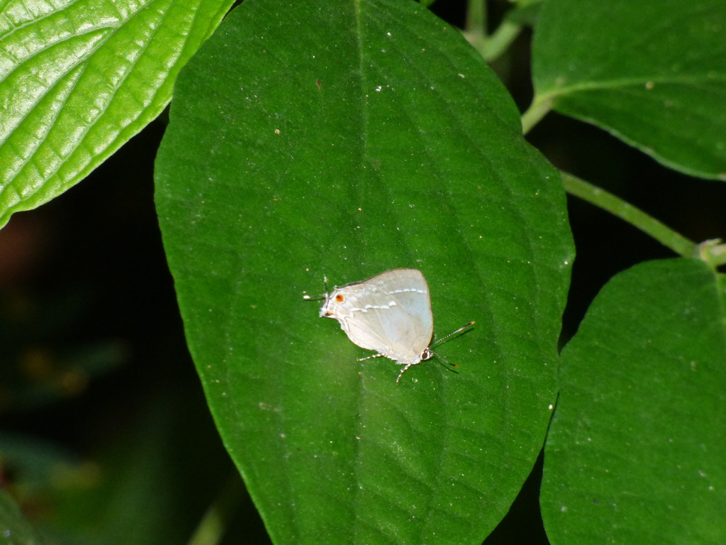 Ostrinotes empusa from Magé, RJ, Brasil on November 16, 2023 at 05:15 ...