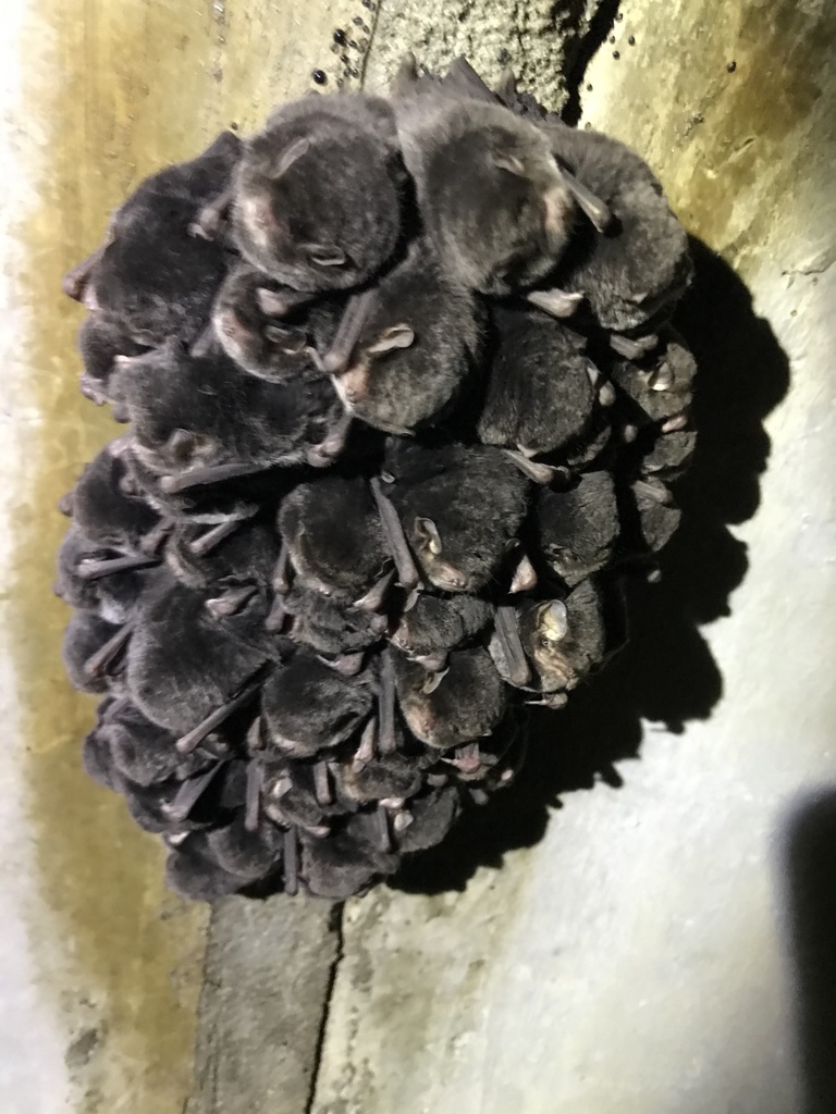 Little Bent-winged Bat in July 2023 by gemquick · iNaturalist