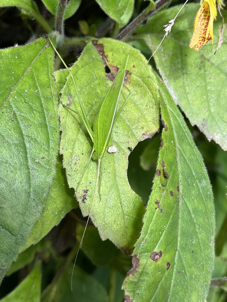 Pectinated Bushcrickets from 臺灣島, 石碇區, NWT, TW on November 18, 2023 at ...