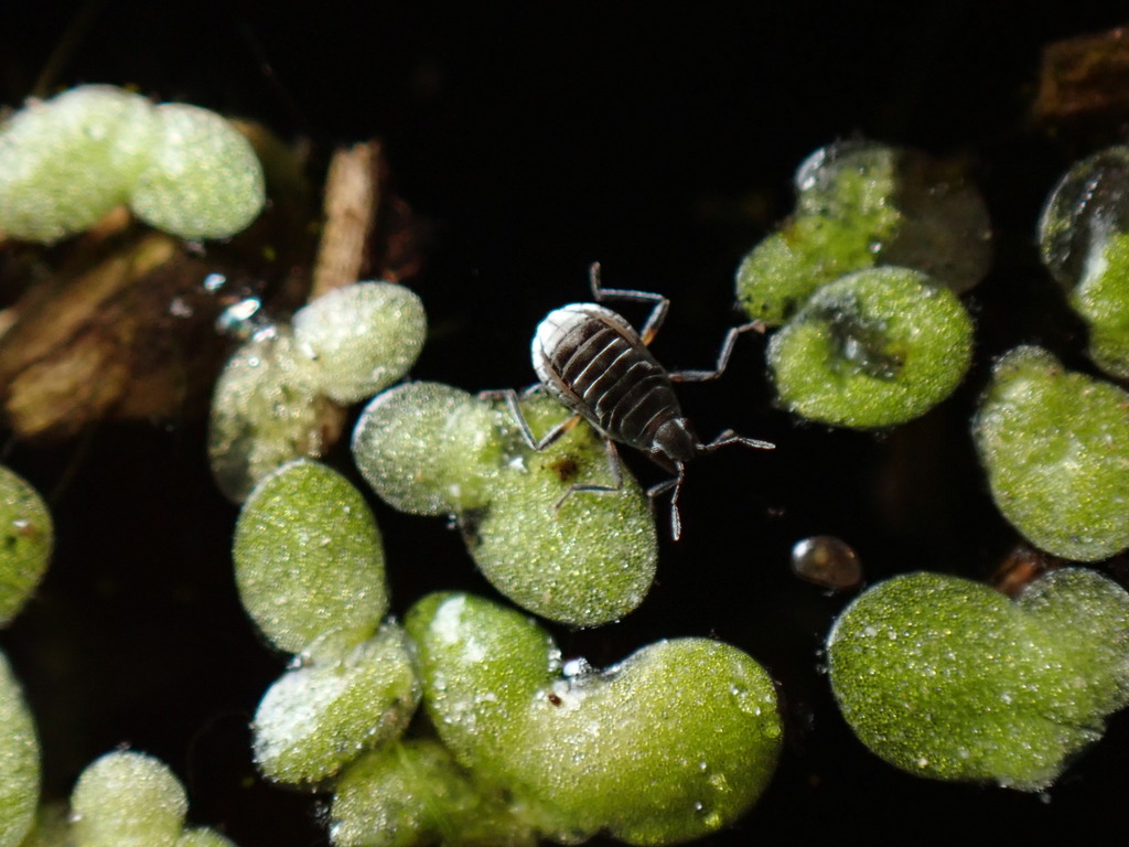 Microvelia from Brooklyn, NY, USA on November 17, 2023 at 03:40 PM by ...