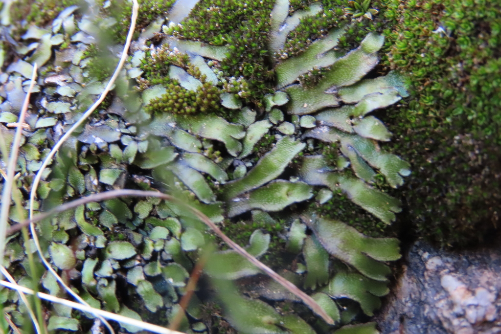 California asterella from Palm Springs, CA, USA on November 17, 2023 at ...