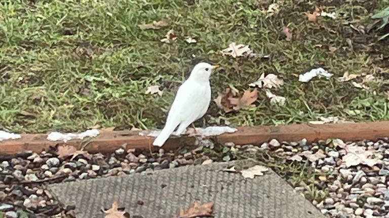 American Robin from Pulberry, Winnipeg, MB, Canada on November 9, 2023 ...